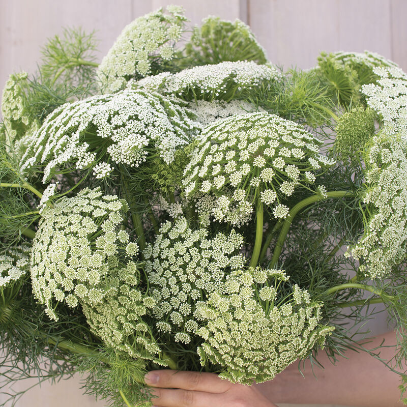 Ammi - Green Mist – Crawford Road