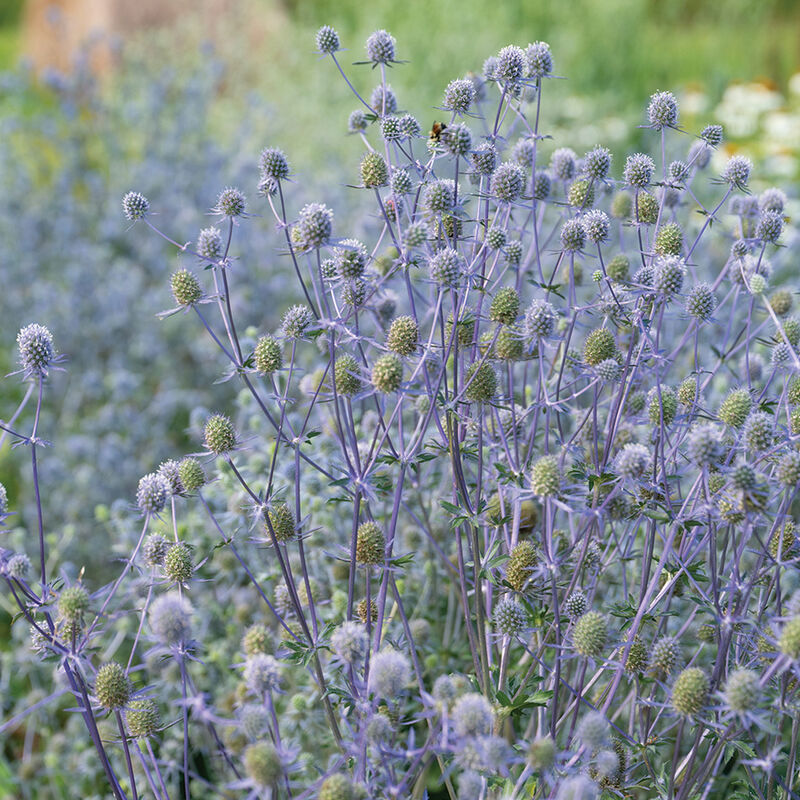 Eryngium - Blue Glitter – Crawford Road