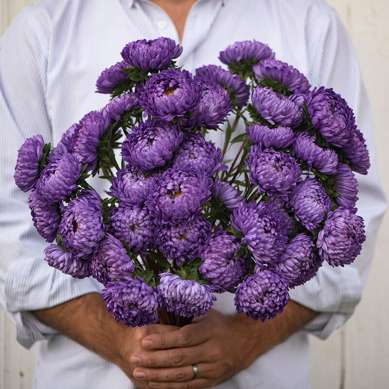 Aster - Tower Blue – Crawford Road