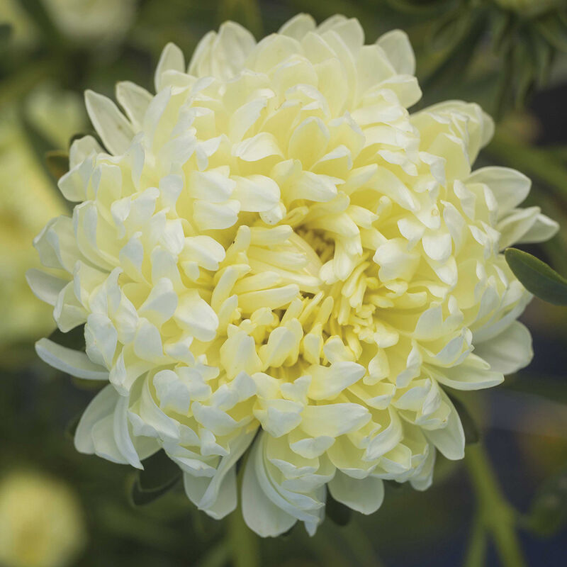 Aster - Tower Yellow – Crawford Road