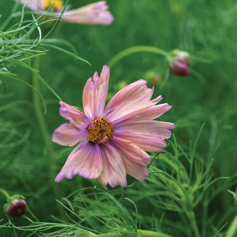 Cosmos - Apricotta – Crawford Road