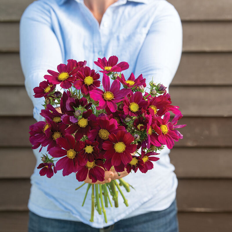 Cosmos - Versailles Red – Crawford Road