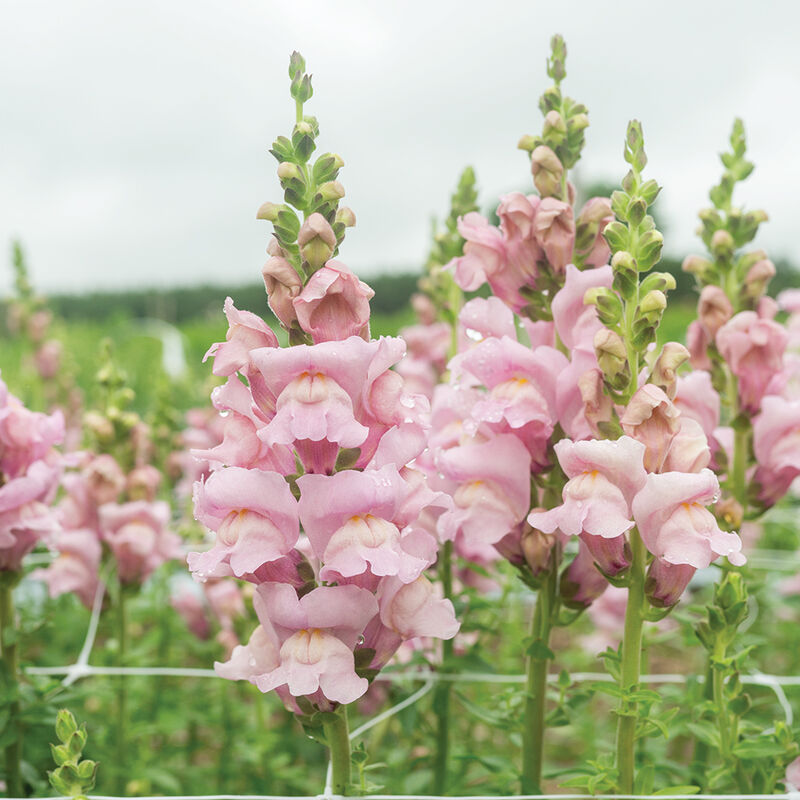 Snapdragon - OpusIII Lavender – Crawford Road