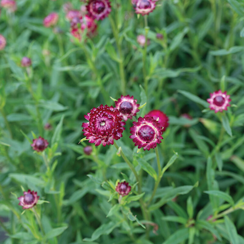 Strawflower - Cranberry Rose – Crawford Road