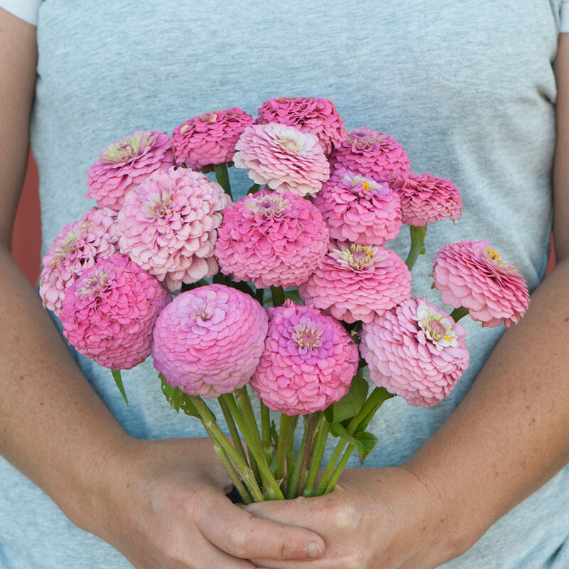 Zinnia - Oklahoma Pink – Crawford Road