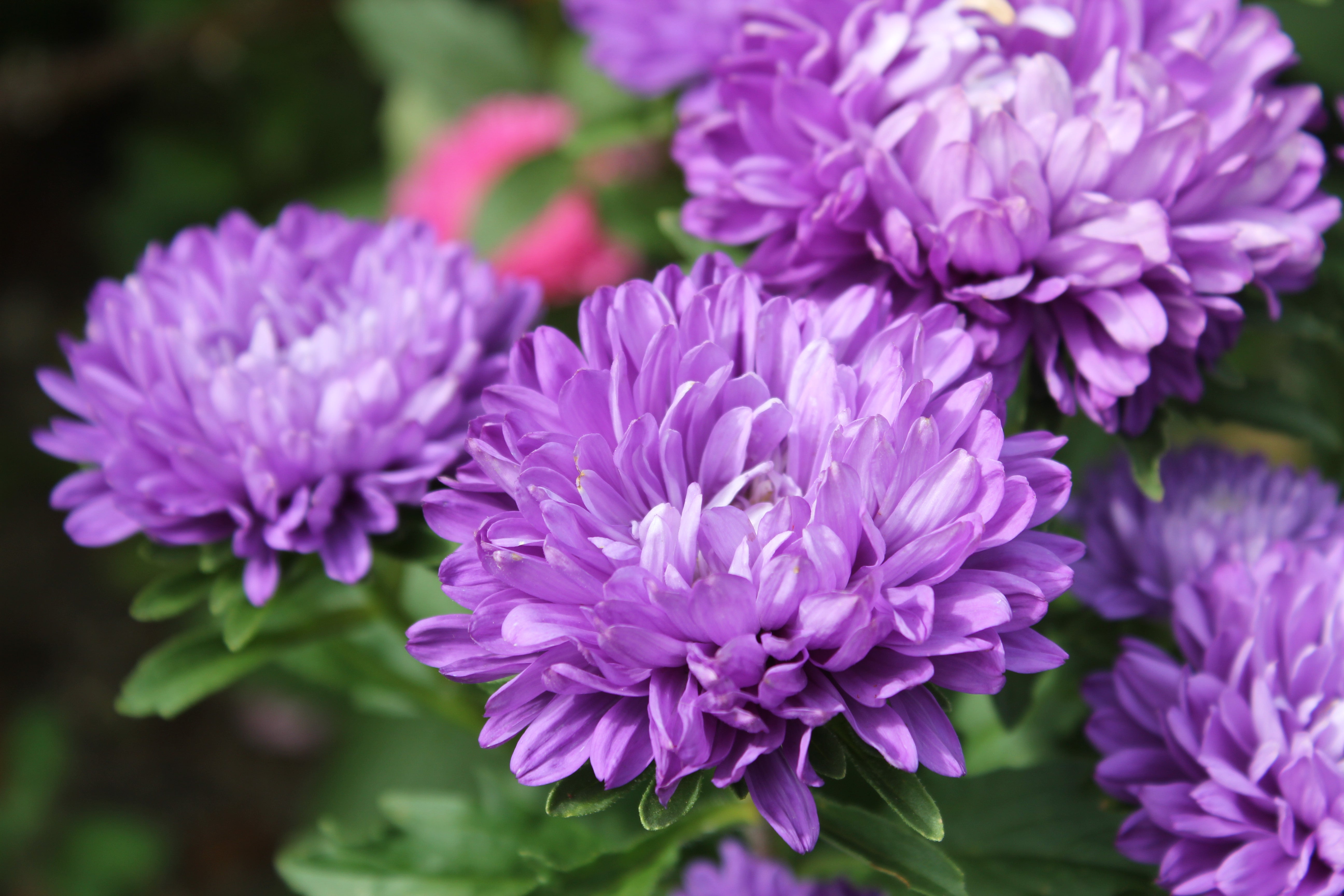 Aster - Tower Blue – Crawford Road