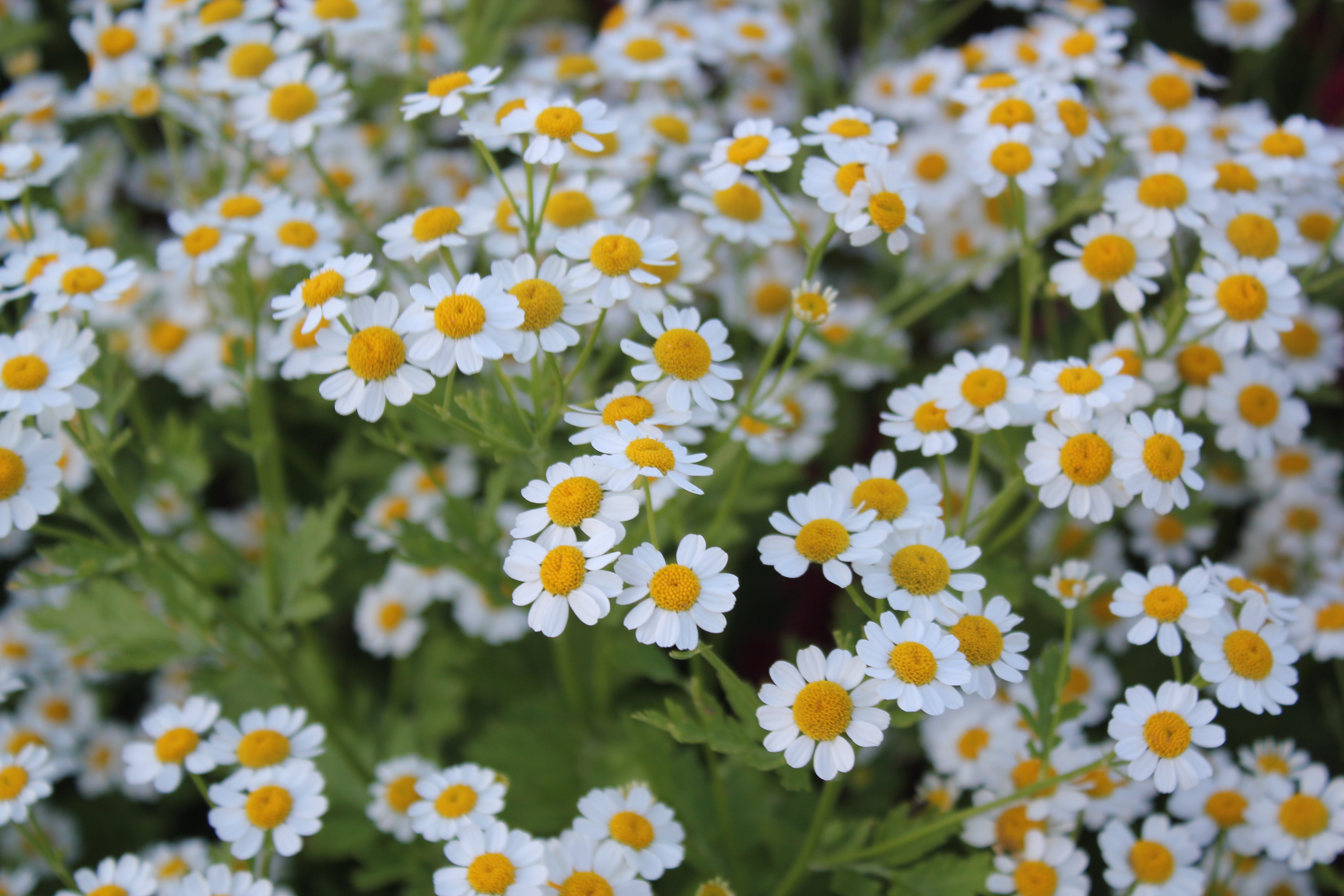 Matricaria - Vegmo White Single – Crawford Road